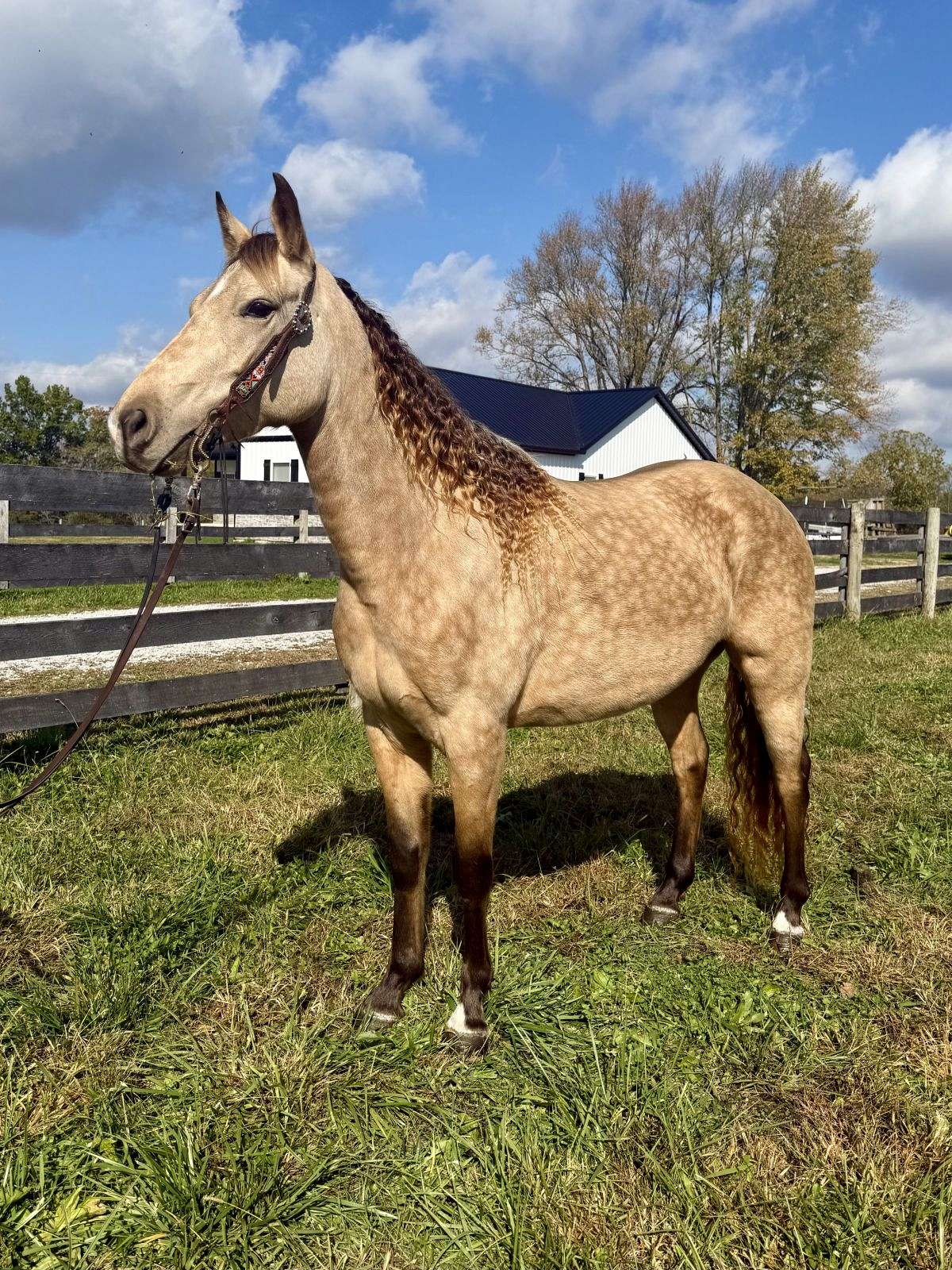 Rocky Mountain Buckskin Mare