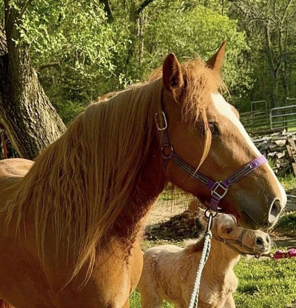 5 Year Old Red-Headed Gypsy, With a Wealth of Hidden Color Genetics