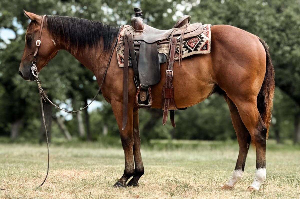 Watch Video! Kid-Safe Western Gelding Roping, Barrels, Trail & Obstacles