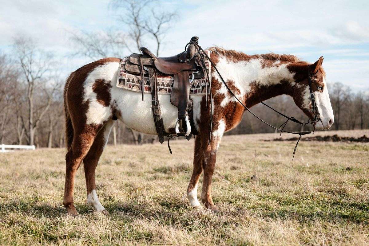 Watch Video! Family-Safe 6-Year-Old Paint Gelding | Trail & Arena Ready