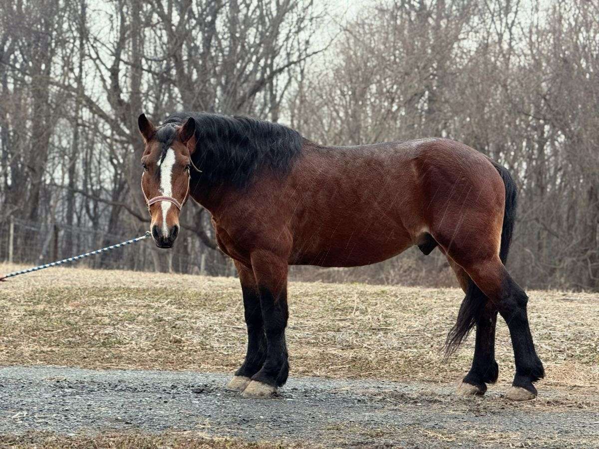 Rides and Drives Haflinger/Percheron