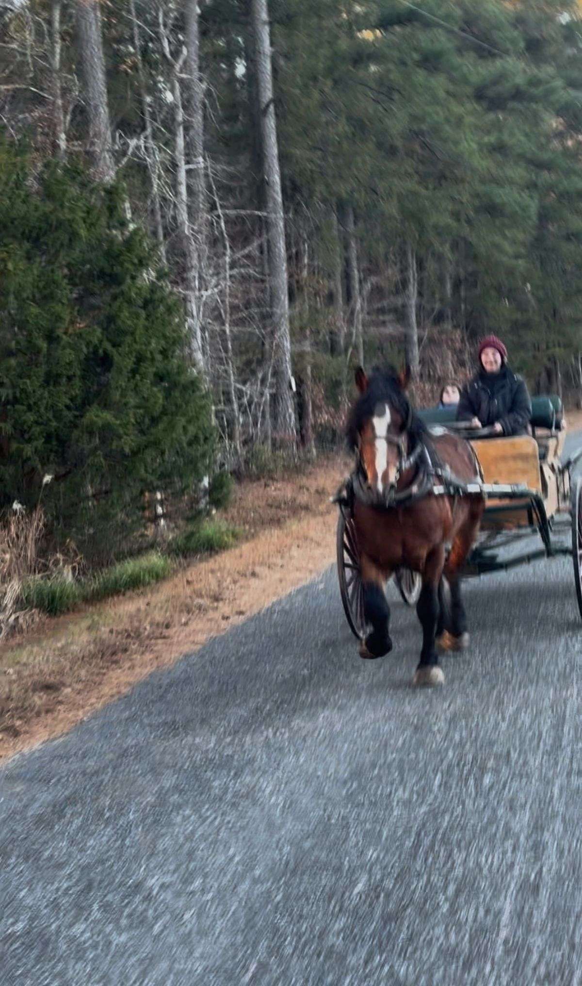 Rides and Drives Haflinger/Percheron