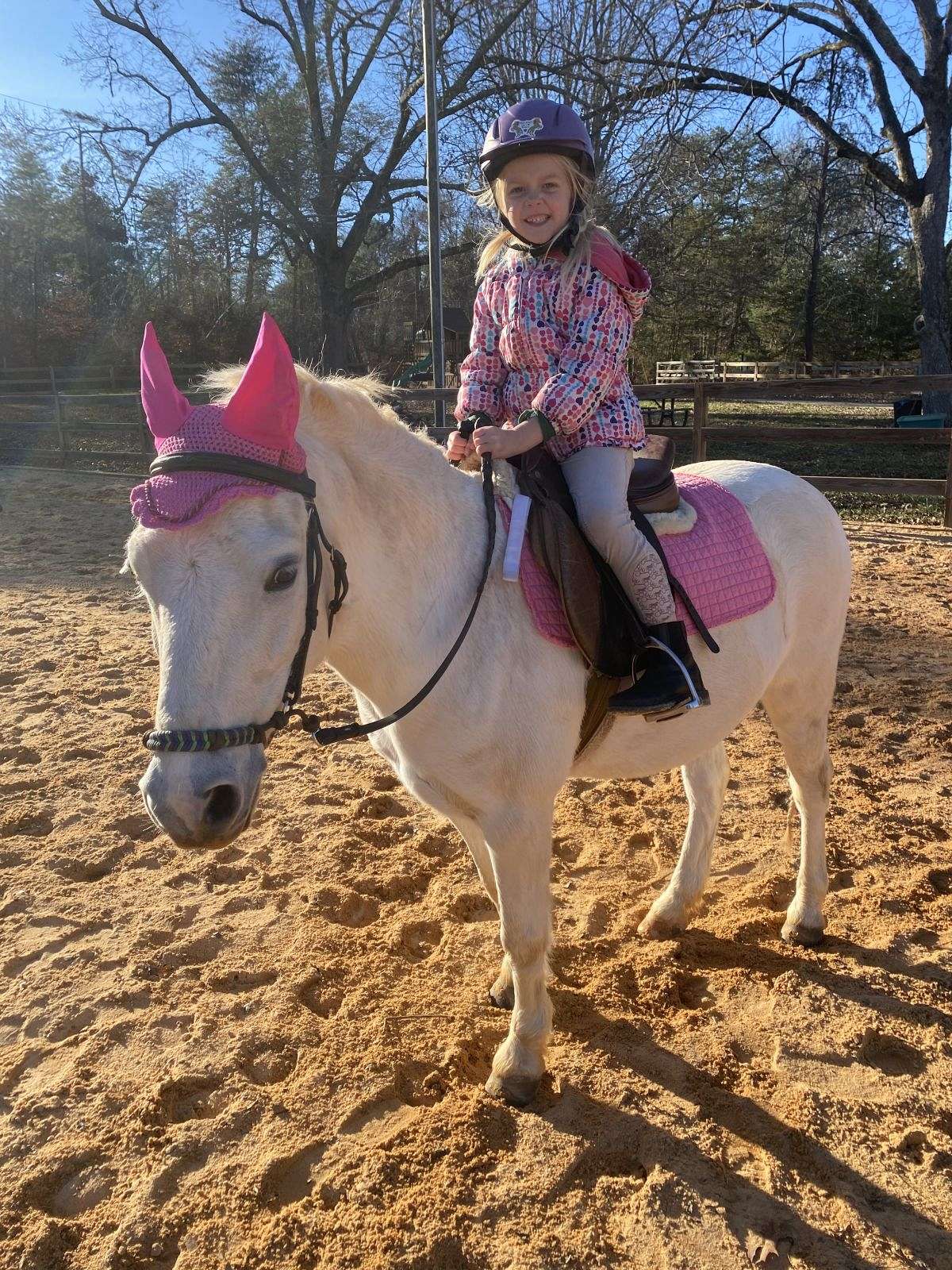 12.2 Hand 13 Year Old Pony Gelding