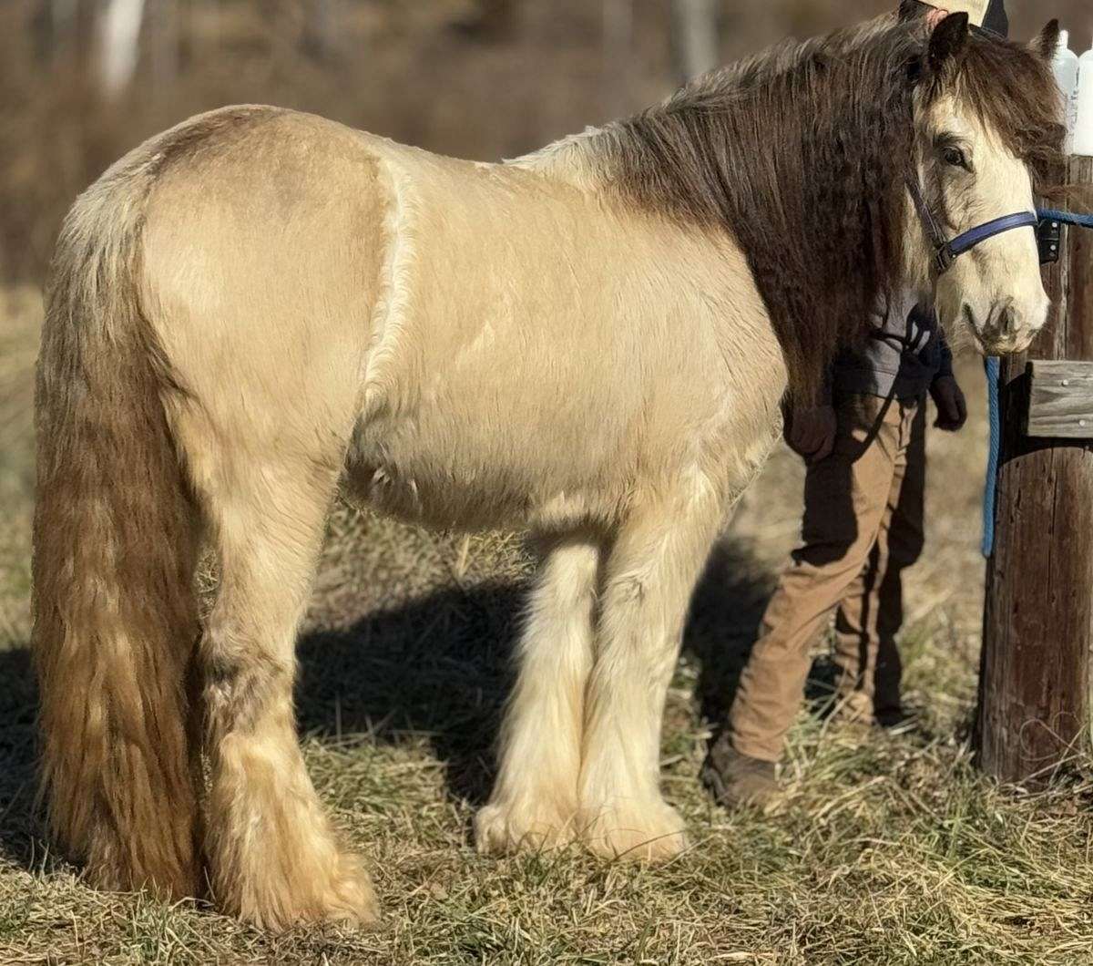 Gorgeous Buckskin Gypsy Filly