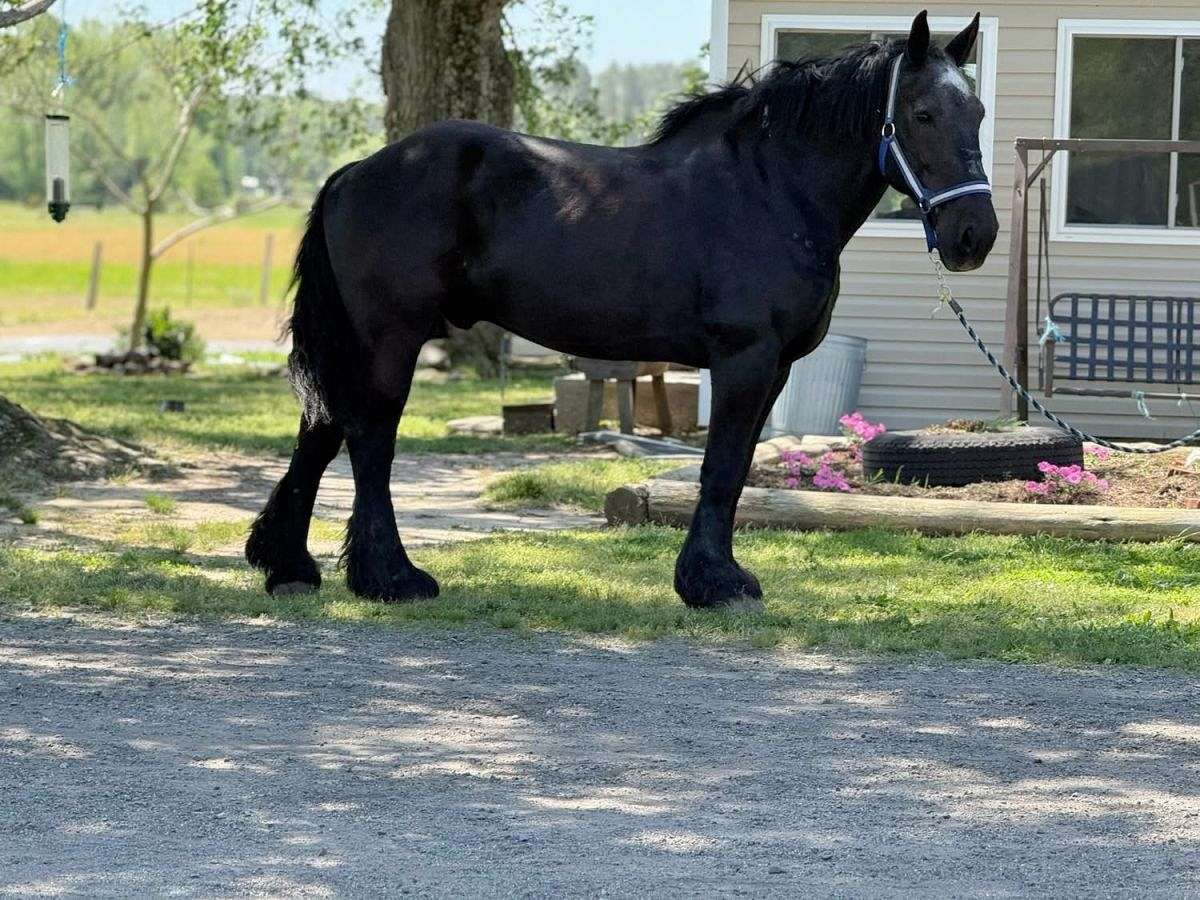 Lovely Percheron Gelding