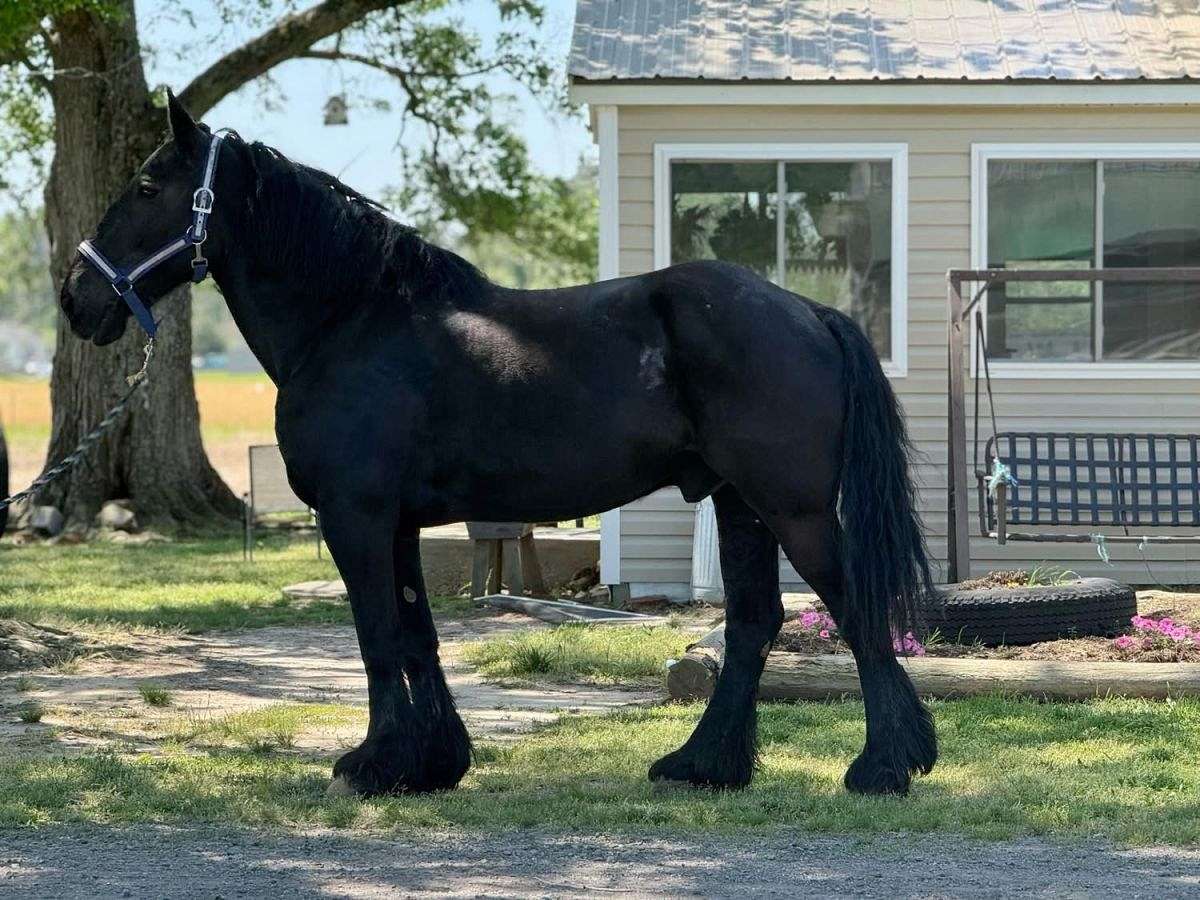 Lovely Percheron Gelding