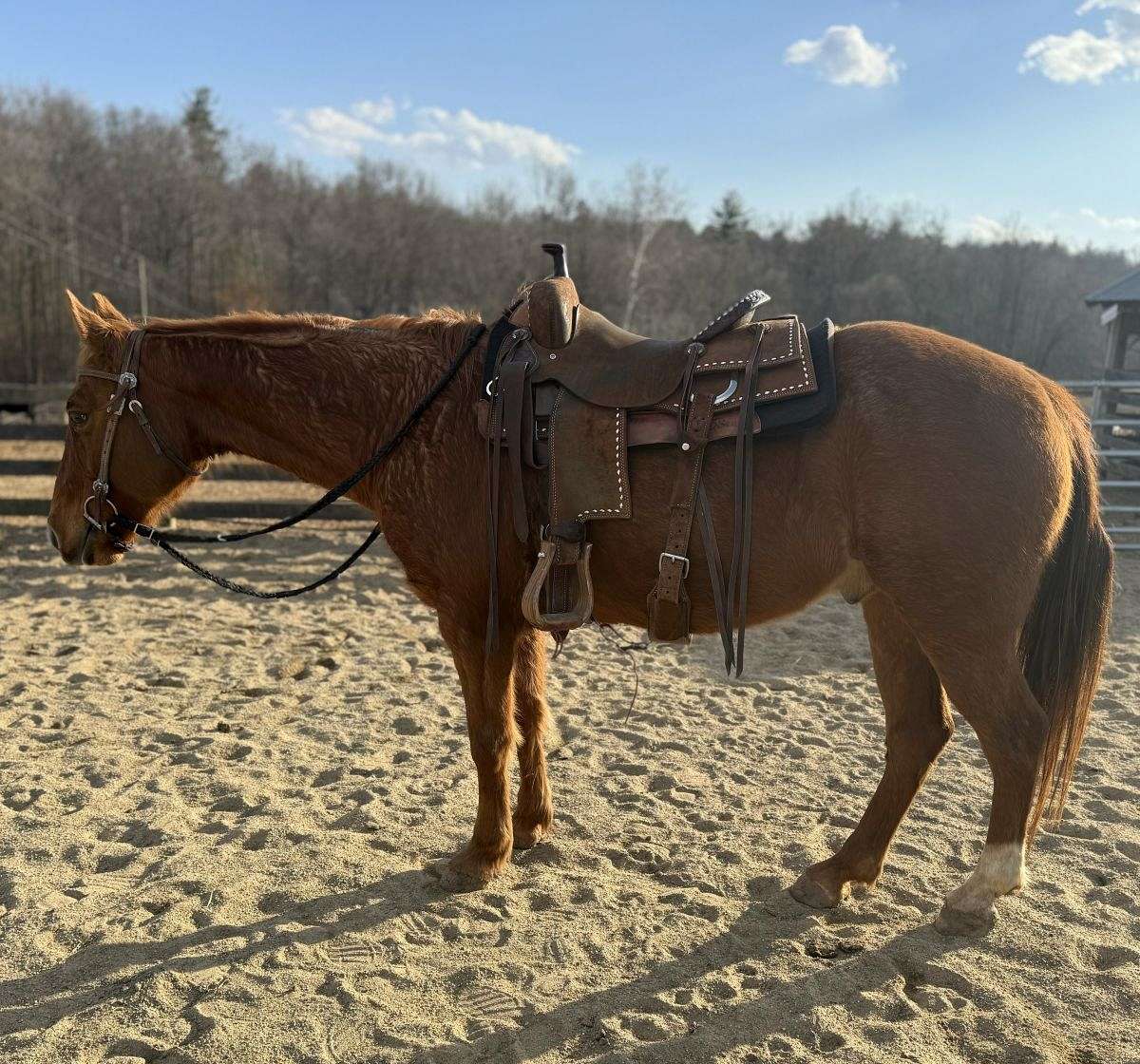 Quarter Horse Gelding