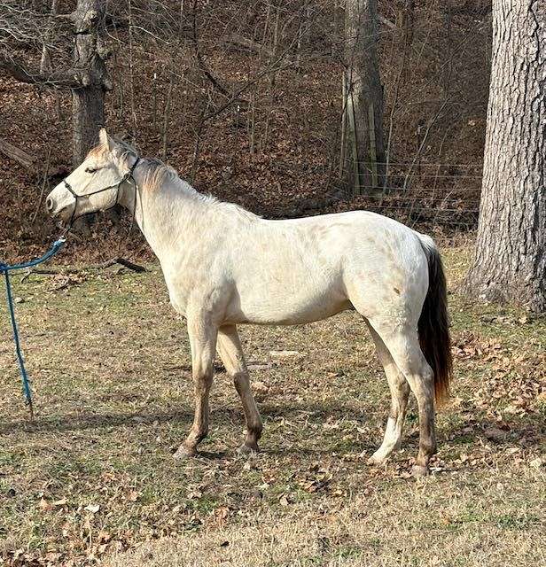Freckles, Two Year Old Gelding