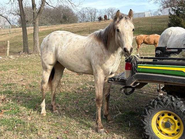 Freckles, Two Year Old Gelding