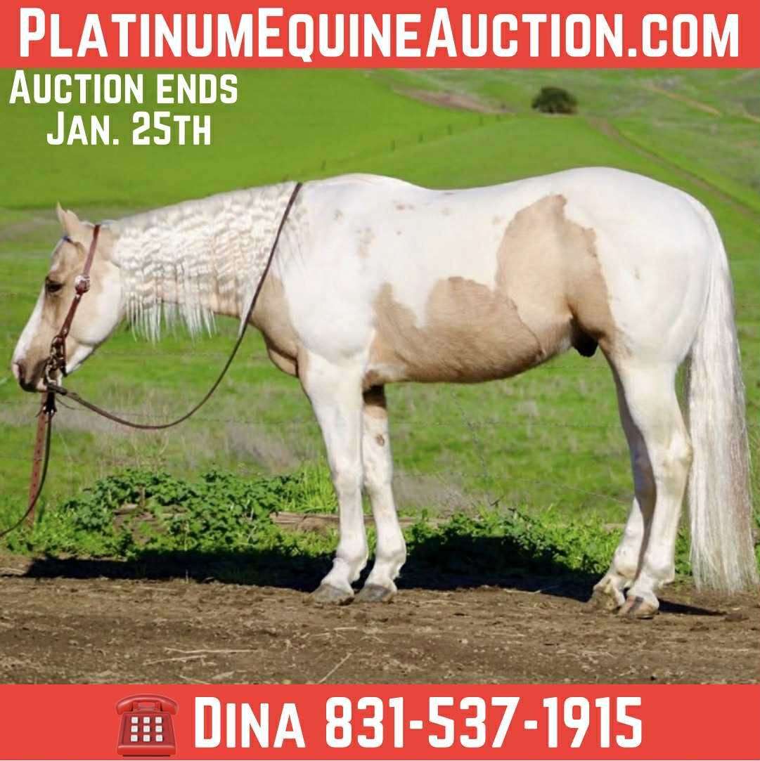 Palomino Tobiano Ranch/Trail Horse Deluxe, Broke, Online Auction!