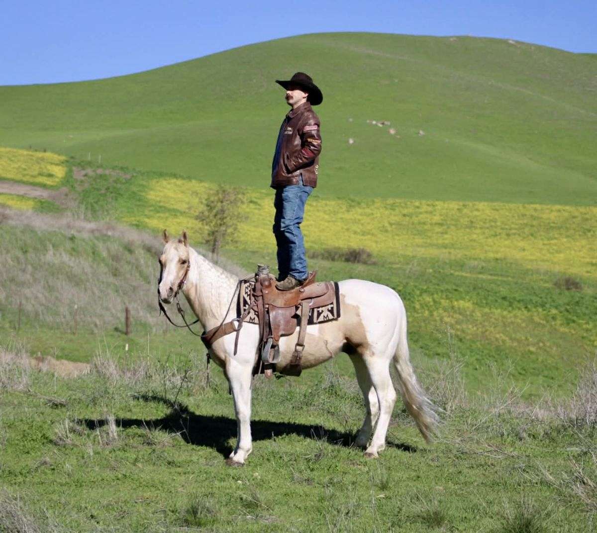 Palomino Tobiano Ranch/Trail Horse Deluxe, Broke, Online Auction!
