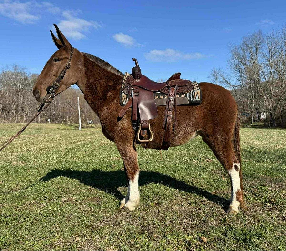 Amazing, Safe, Ranch, Trail Mule, Online Auction!