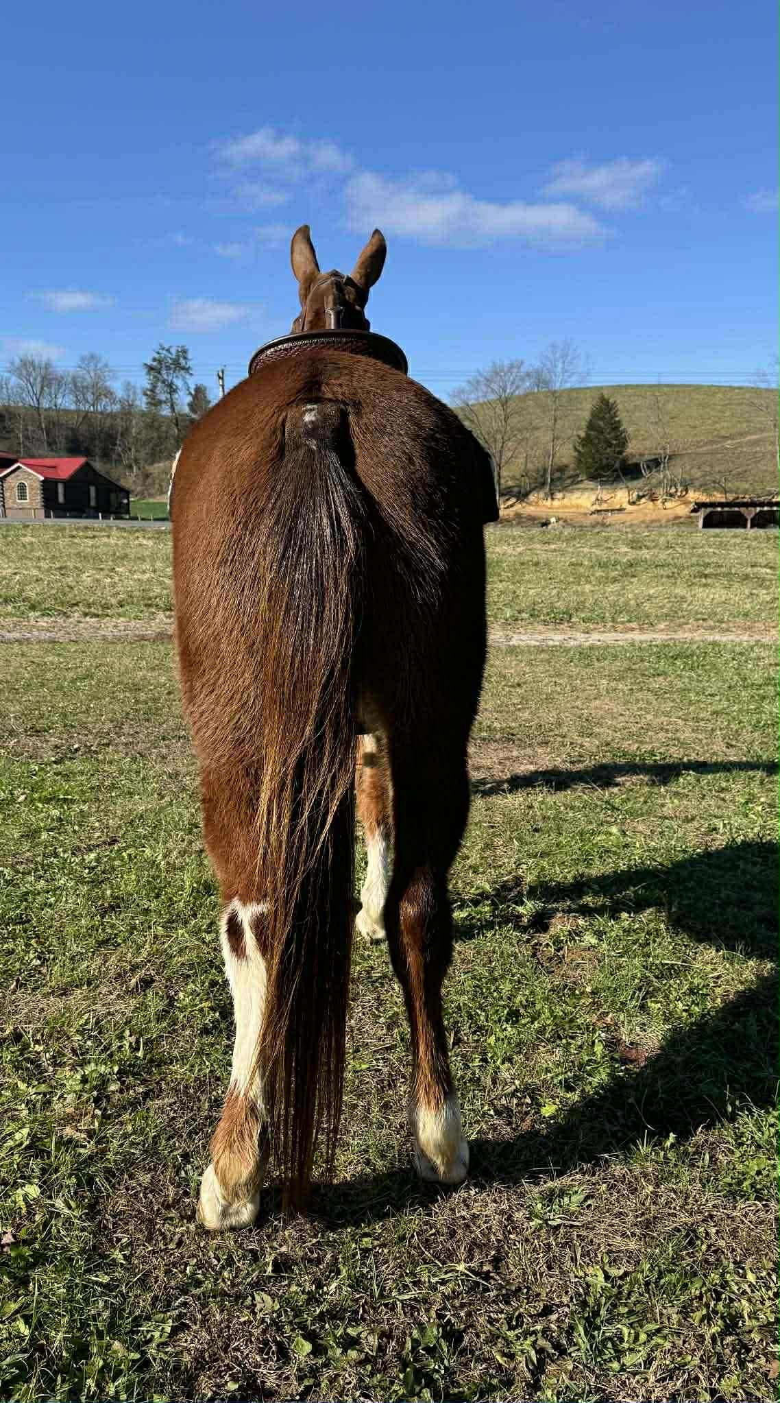 Amazing, Safe, Ranch, Trail Mule, Online Auction!