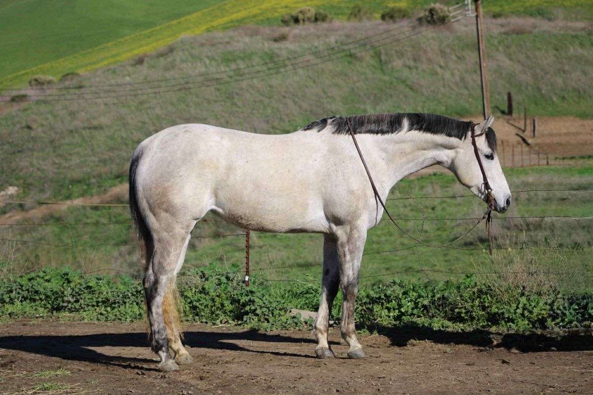 Grey, Ranch/Trail Horse Deluxe, Broke, Online Auction!