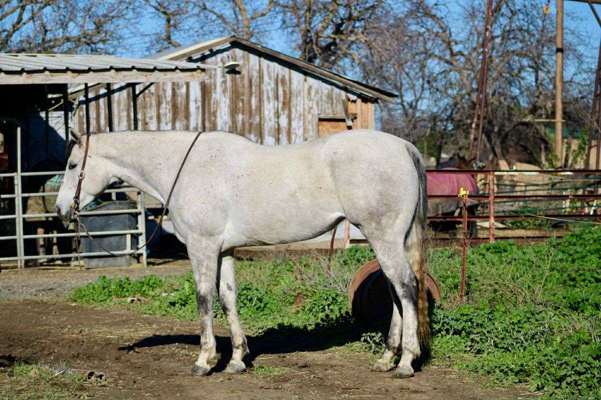 Grey, Ranch/Trail Horse Deluxe, Broke, Online Auction!