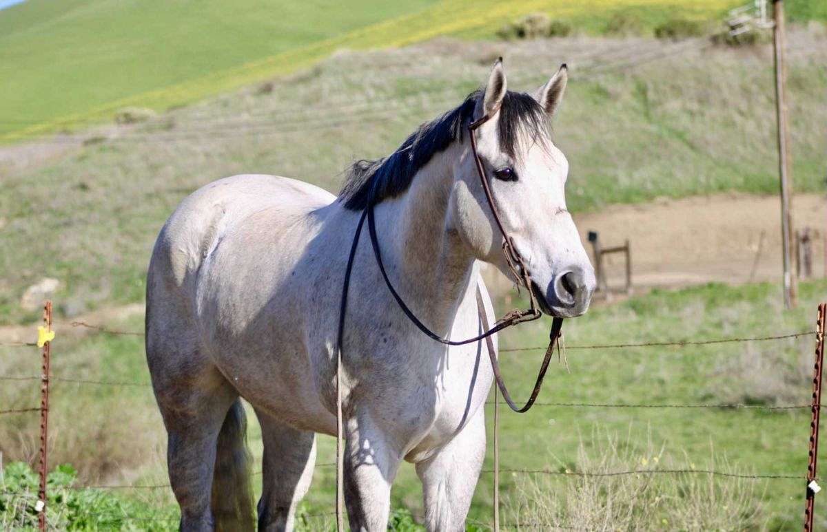 Grey, Ranch/Trail Horse Deluxe, Broke, Online Auction!