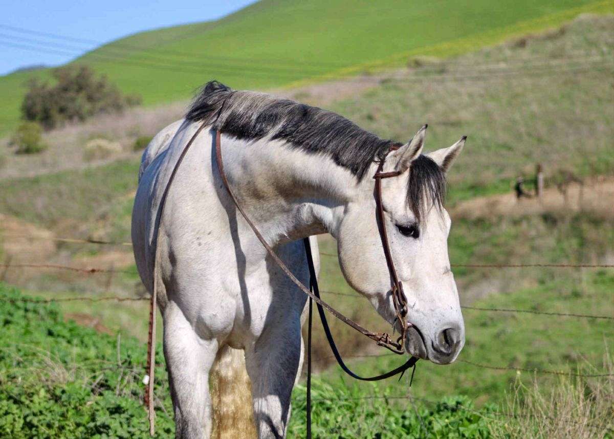 Grey, Ranch/Trail Horse Deluxe, Broke, Online Auction!