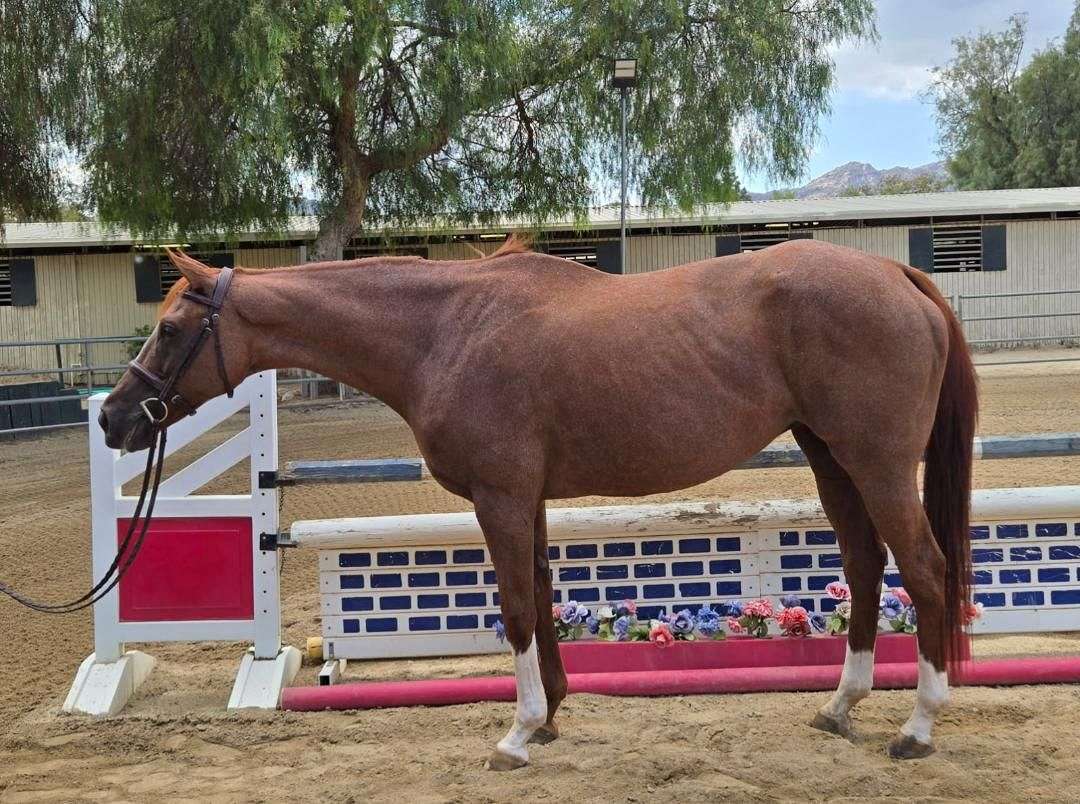 Flashy Thoroughbred Mare