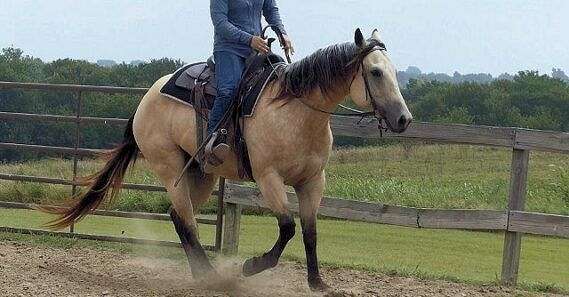 2020 Buckskin AQHA Gelding