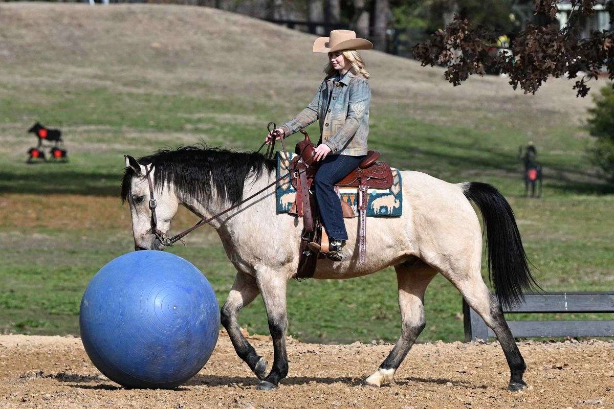 Captain – Sparks Doc Bar – AQHA Buckskin Gelding Reining & Ranch Training!