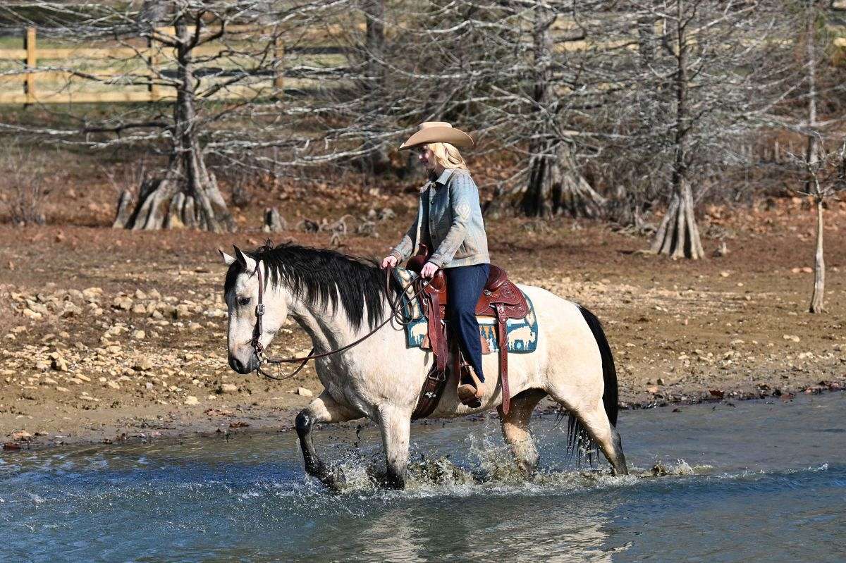 Captain – Sparks Doc Bar – AQHA Buckskin Gelding Reining & Ranch Training!