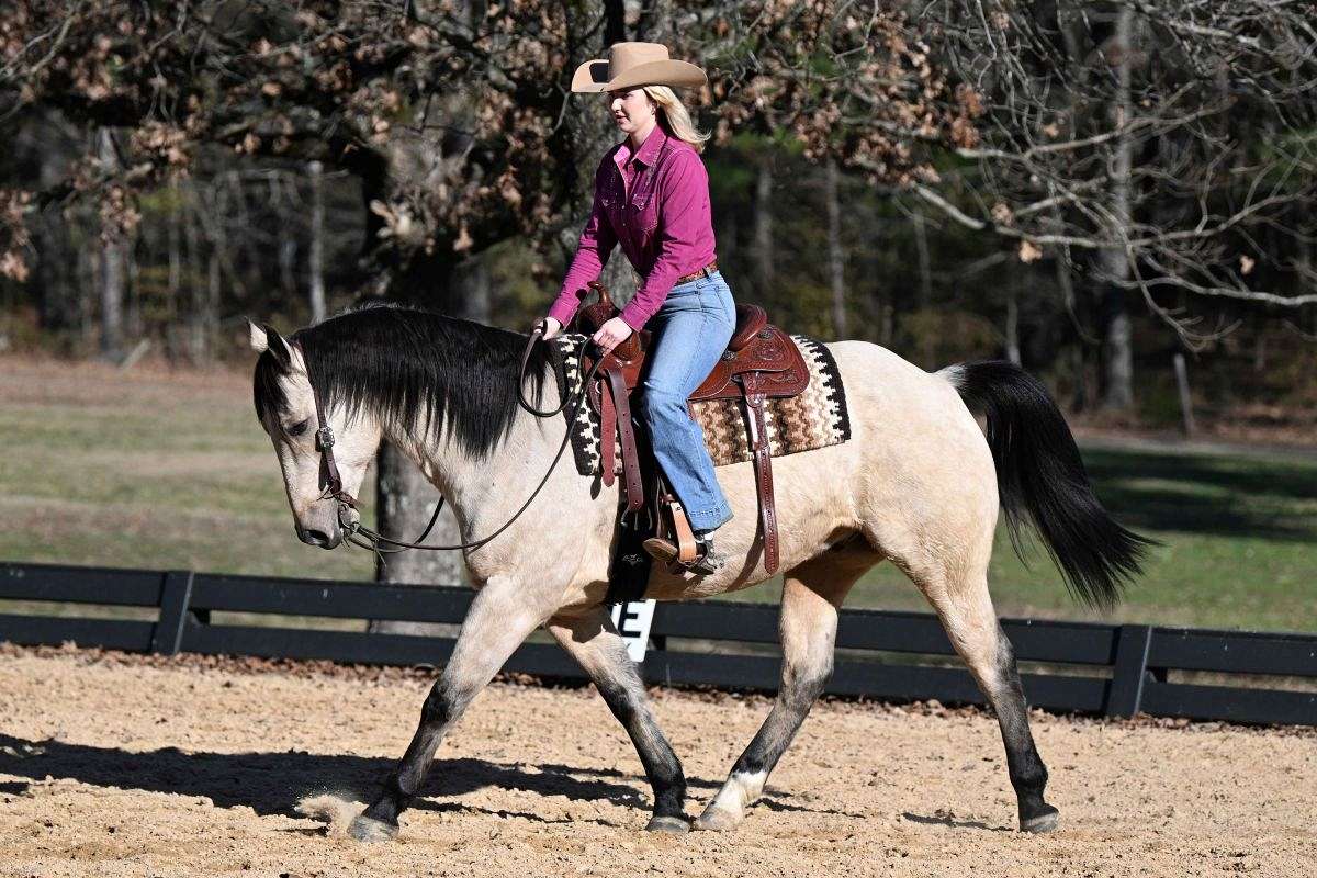 Captain – Sparks Doc Bar – AQHA Buckskin Gelding Reining & Ranch Training!
