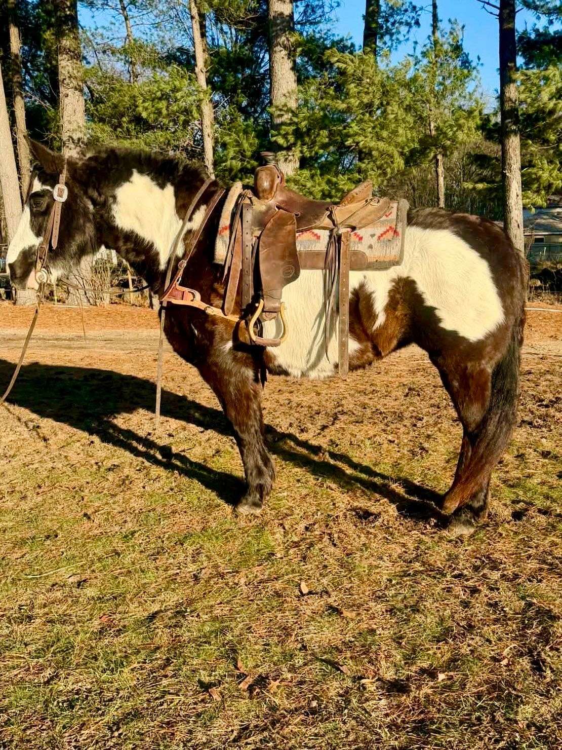 Prada- Gypsy Draft Cross