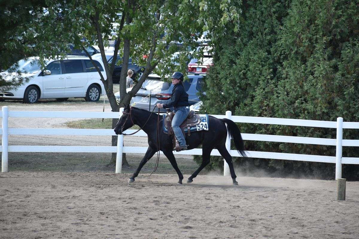 Jango - Quarter Horse Gelding