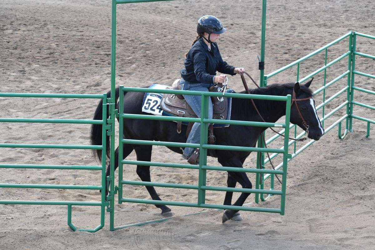 Jango - Quarter Horse Gelding
