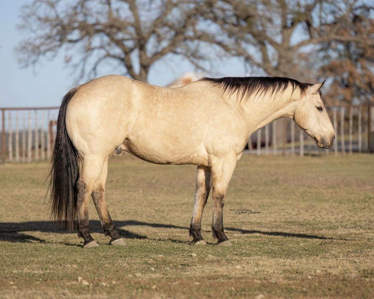 Buck- Buckskin Ranch Gelding and Family Safe Trail Horse