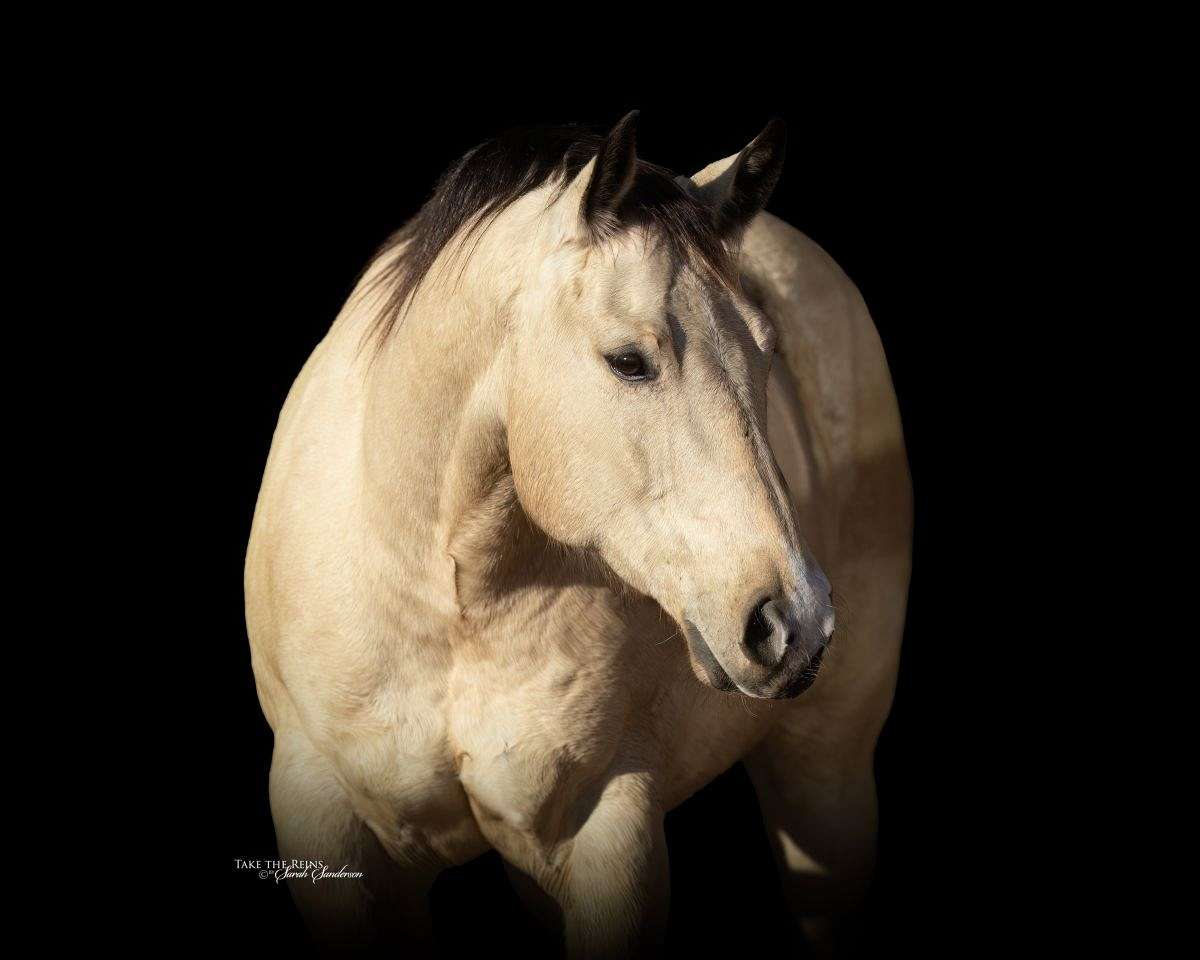Buck- Buckskin Ranch Gelding and Family Safe Trail Horse