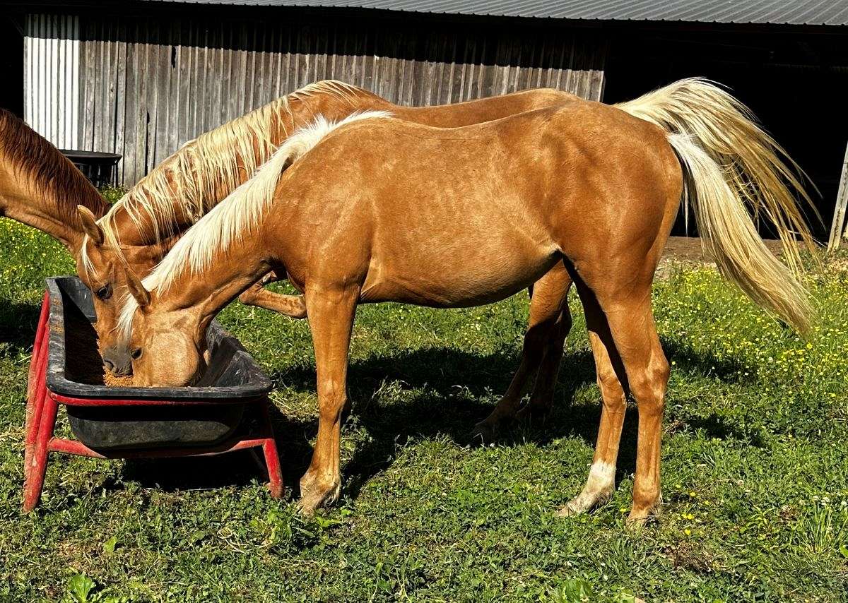 Gold Palomino AQHA Yearling Filly