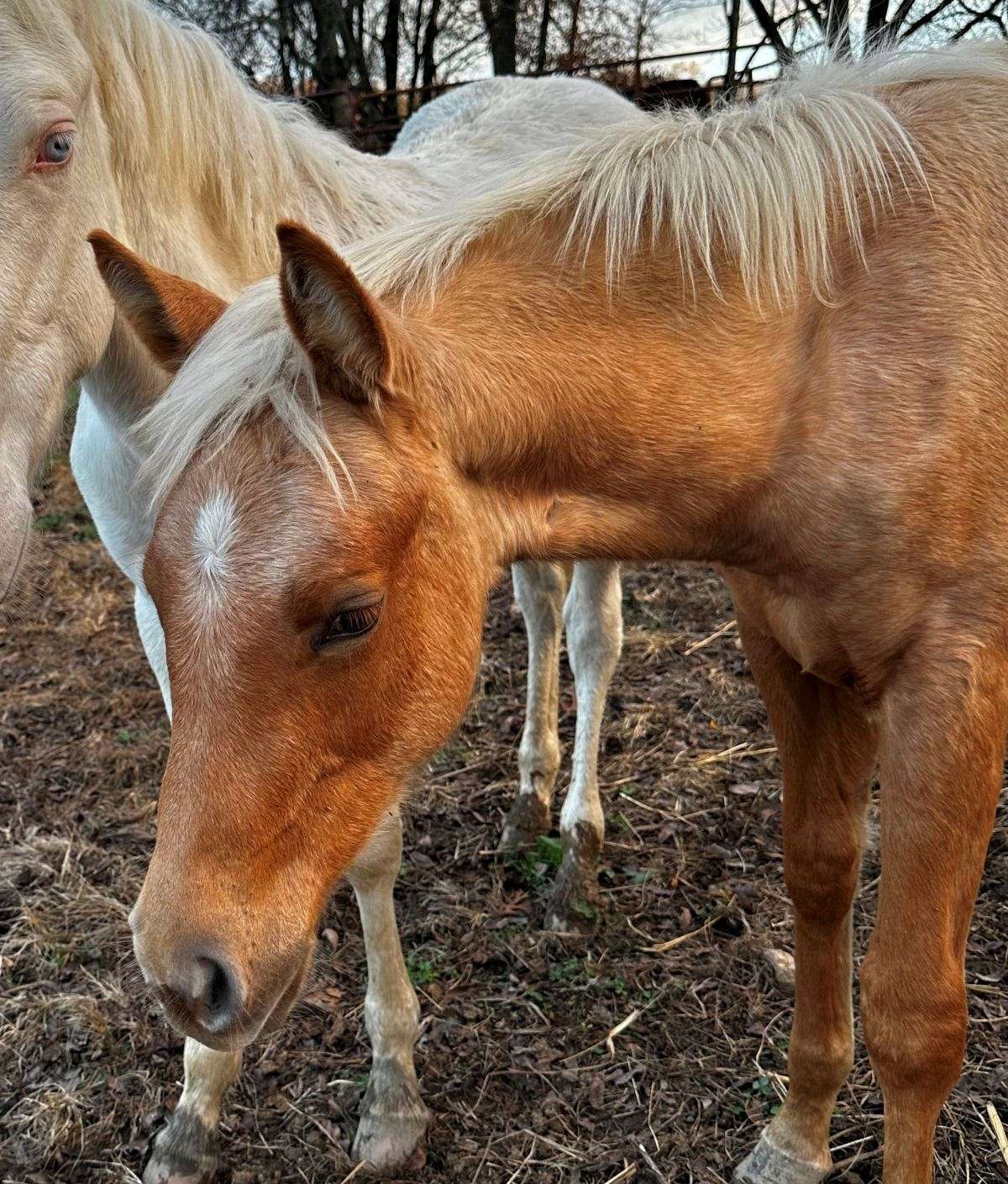 Gold Palomino AQHA Yearling Filly