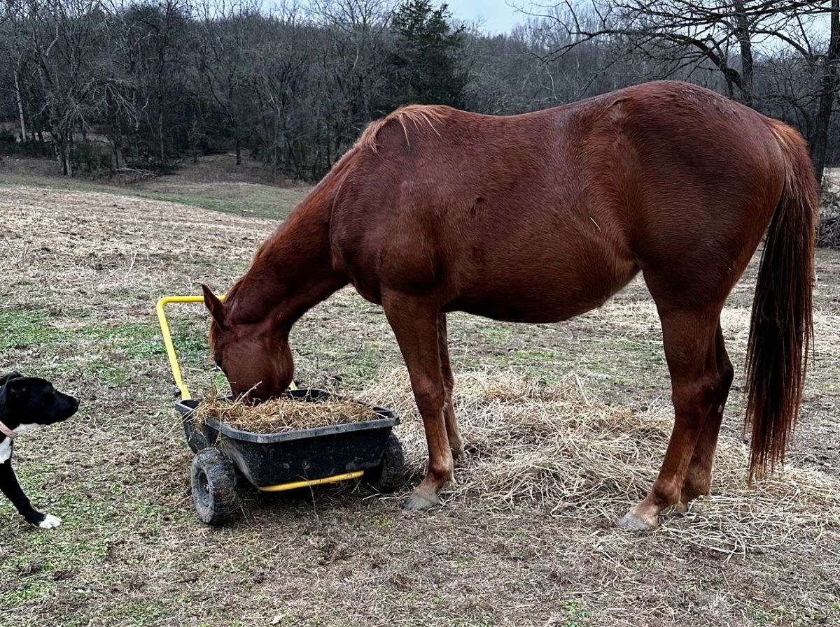 The Midas Touch Kid, Mr Poco Blakburn 139, Gay Bar King, Doc's Lynx Mare