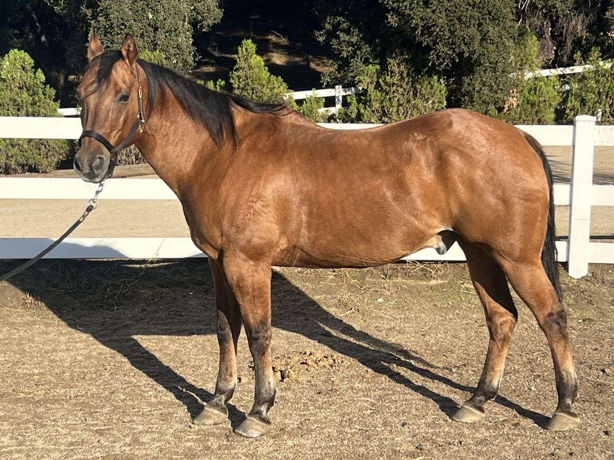 Dun Quarter Horse Ranch Geldng