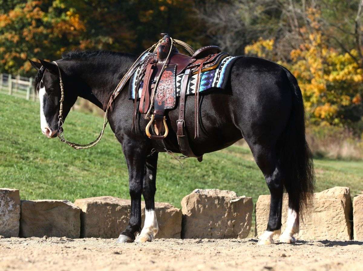 Astonishing Black Gelding