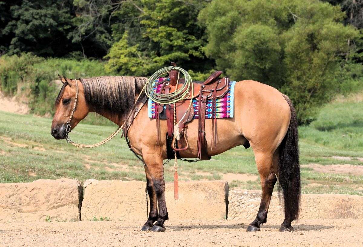 8yo Beautiful Dun Gelding