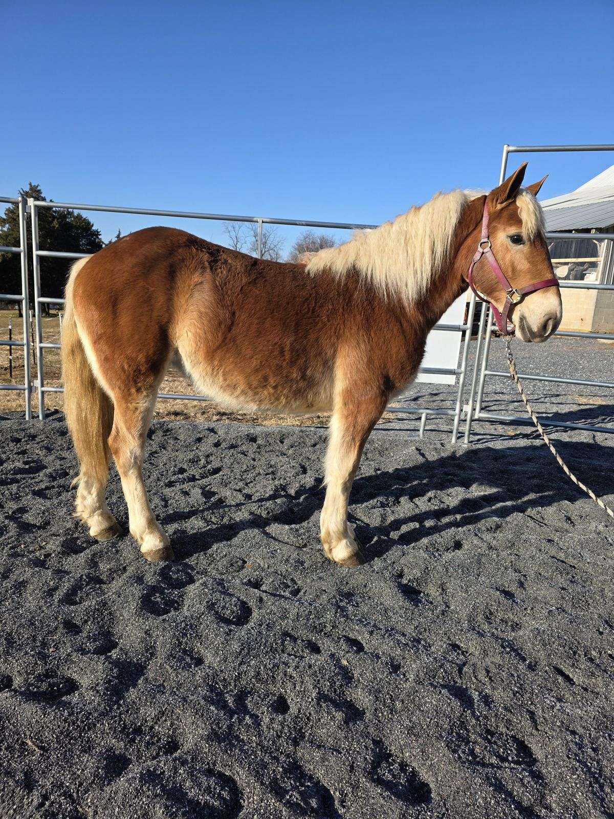2 Year Old Haflinger/ Belgian Filly