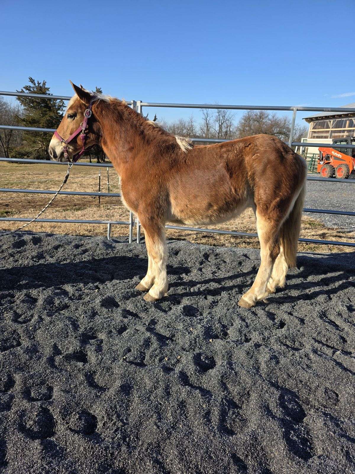 2 Year Old Haflinger/ Belgian Filly