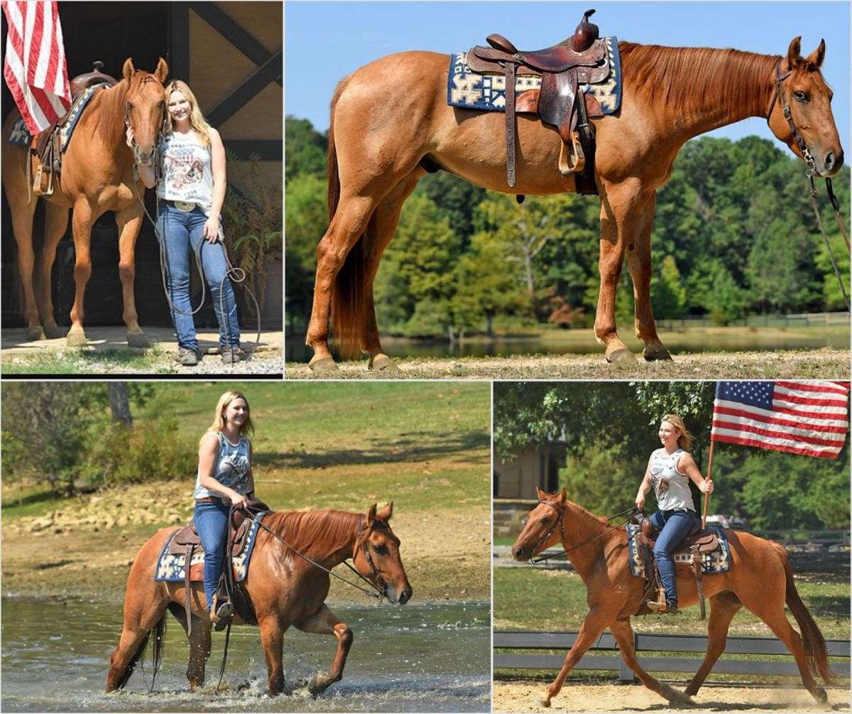 Dunbar – a Ranch Horse That’S a Pro On the Trails and Gentle for the Whole