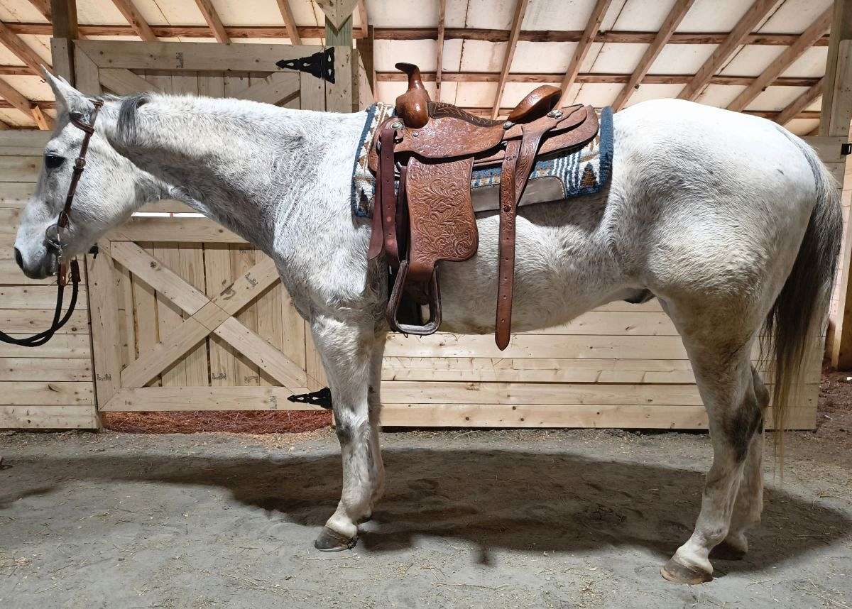 Steele”.. Wonderful 15.2 HH Gelding Suitable for Light Riding