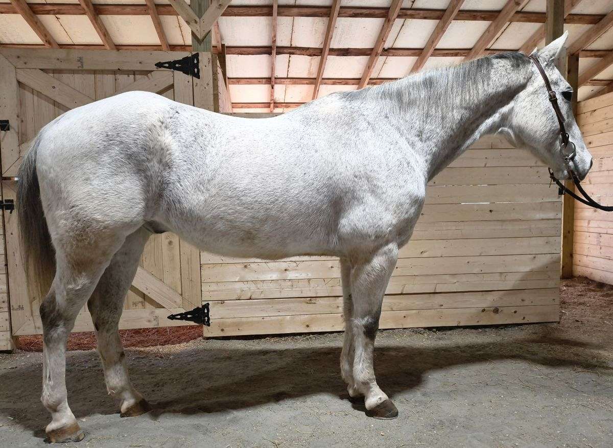 Steele”.. Wonderful 15.2 HH Gelding Suitable for Light Riding