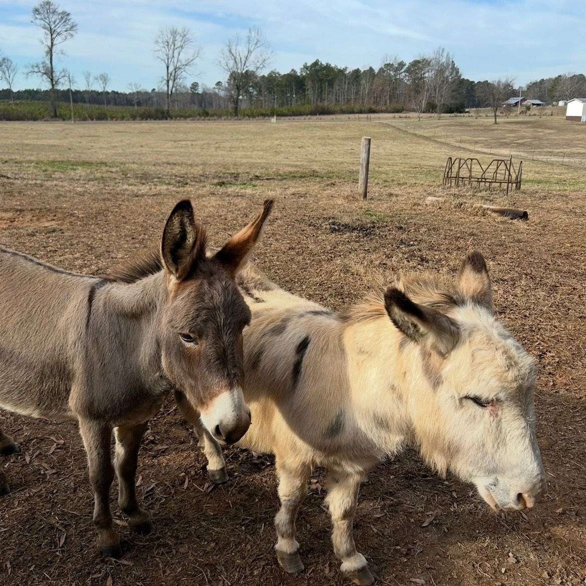 Grey Miniature Donkey-“Jenny”