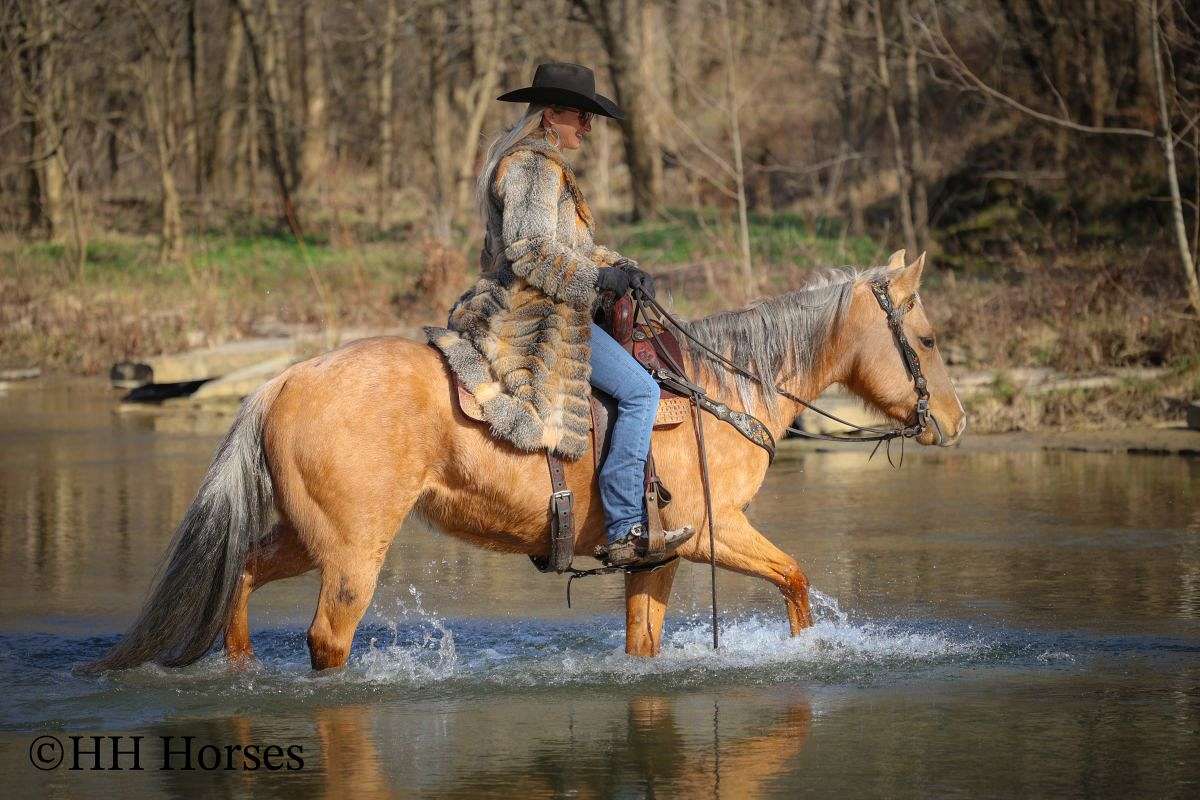 Fancy, Gentle, Youth Ridden AQHA Registered Palomino Mare, Quiet