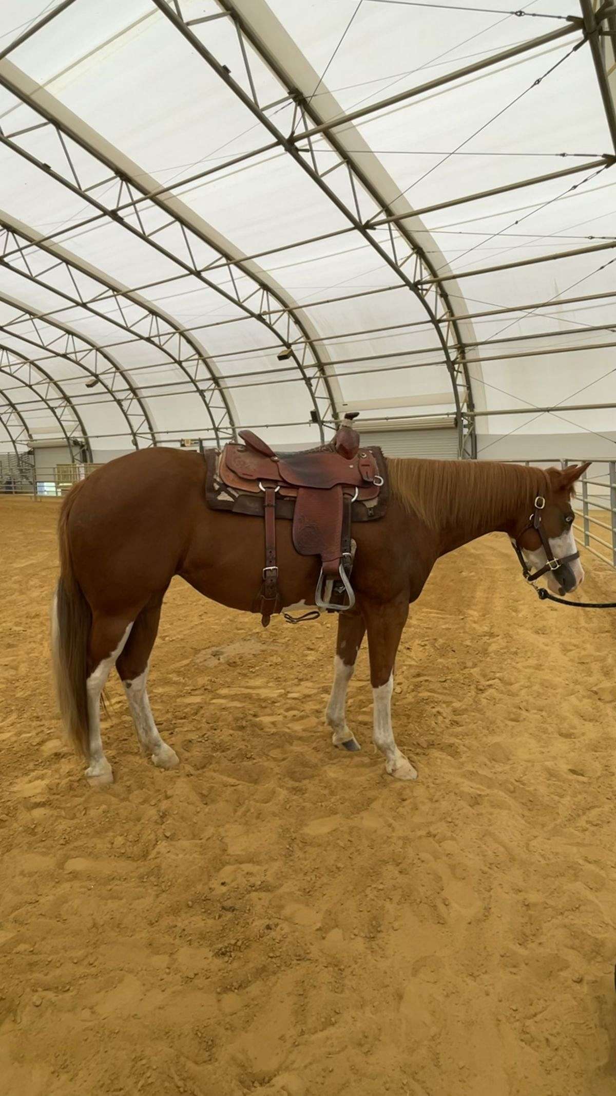 Blue-Eyed Paint Mare
