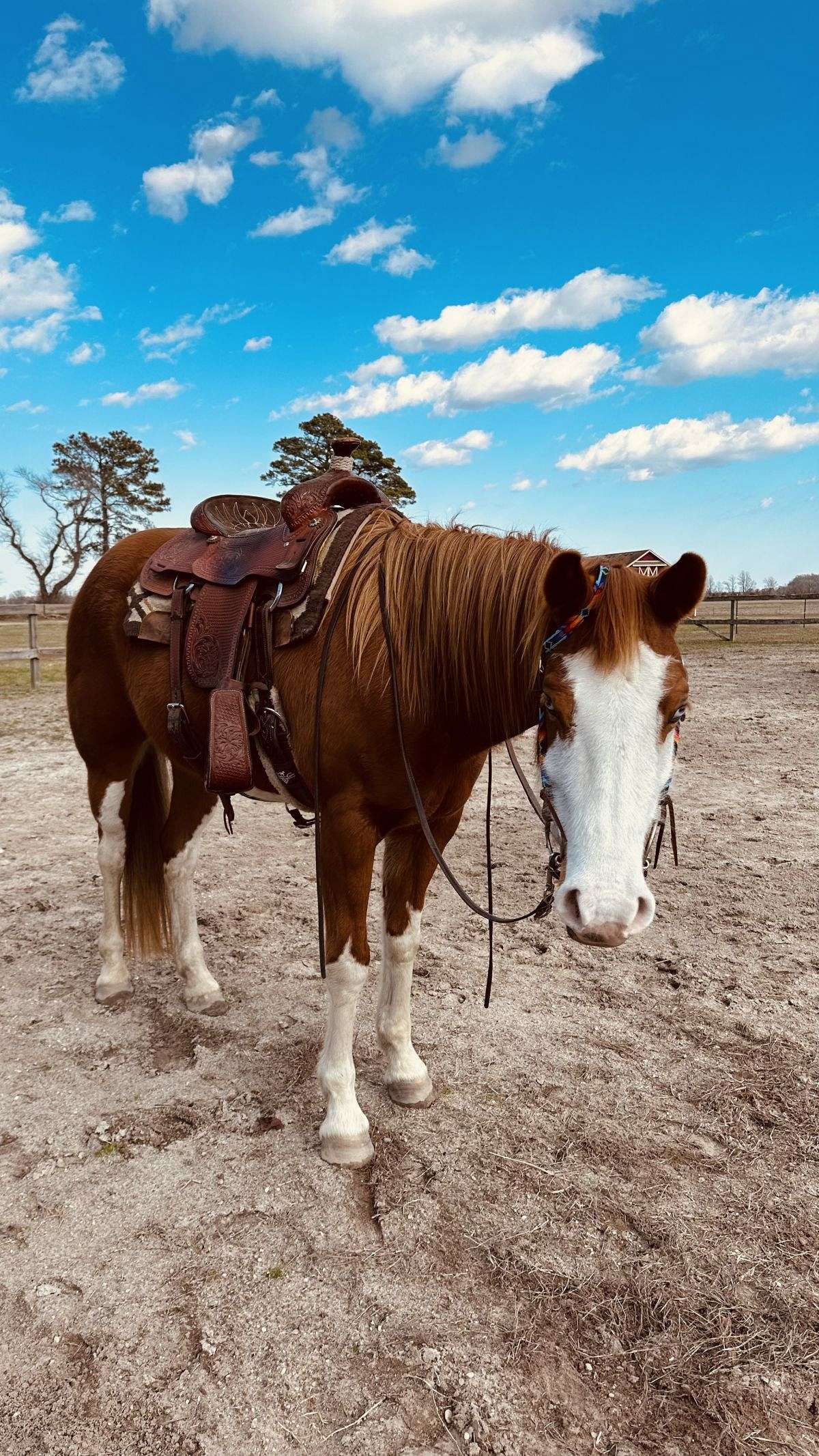 Blue-Eyed Paint Mare