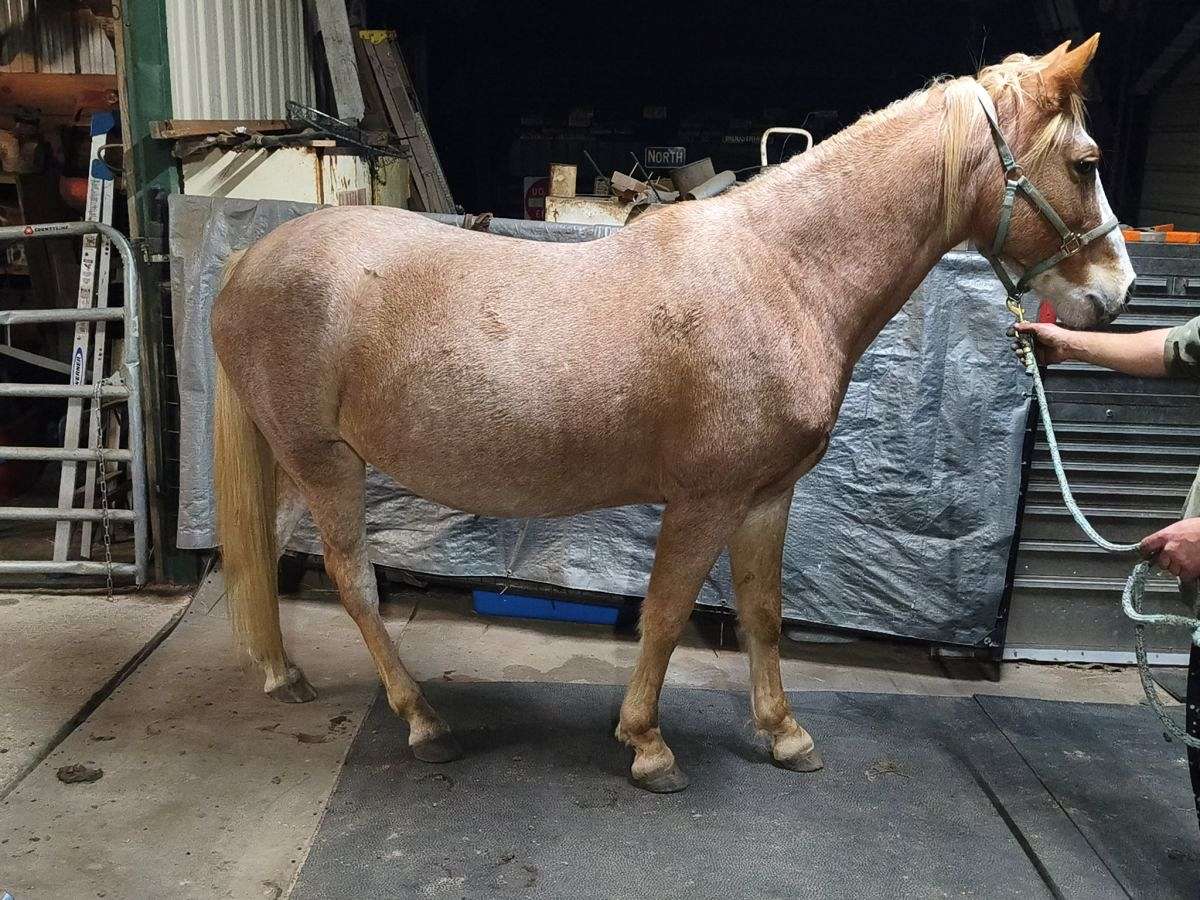 Strawberry Roan Trail Horse
