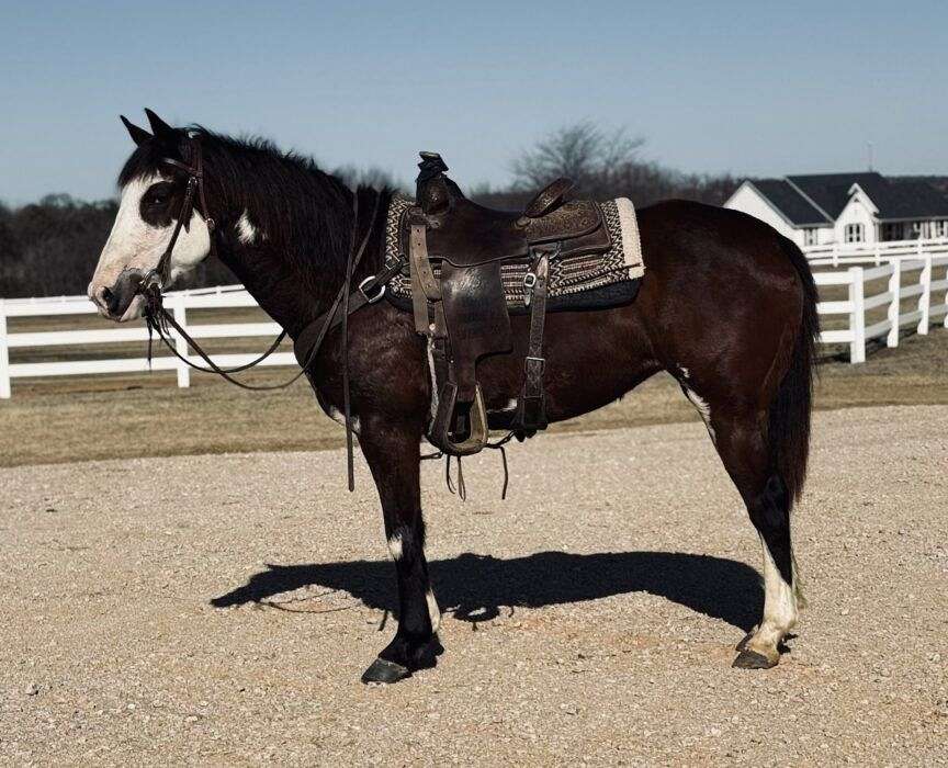 Versace – 2020 Grade Paint Horse Mare