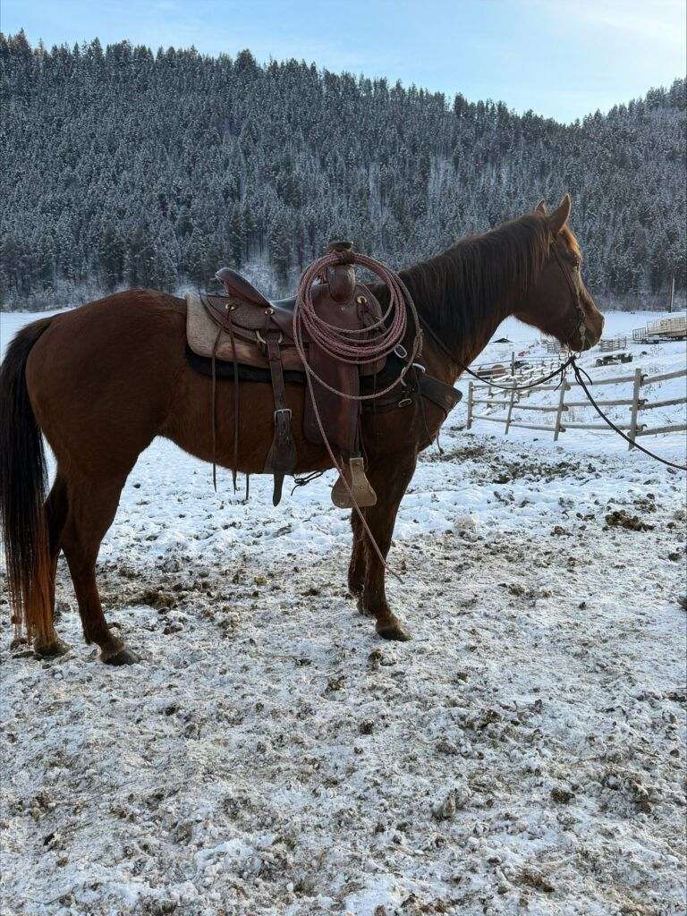 Snickers – 2015 Grade Chestnut Quarter Horse Mare