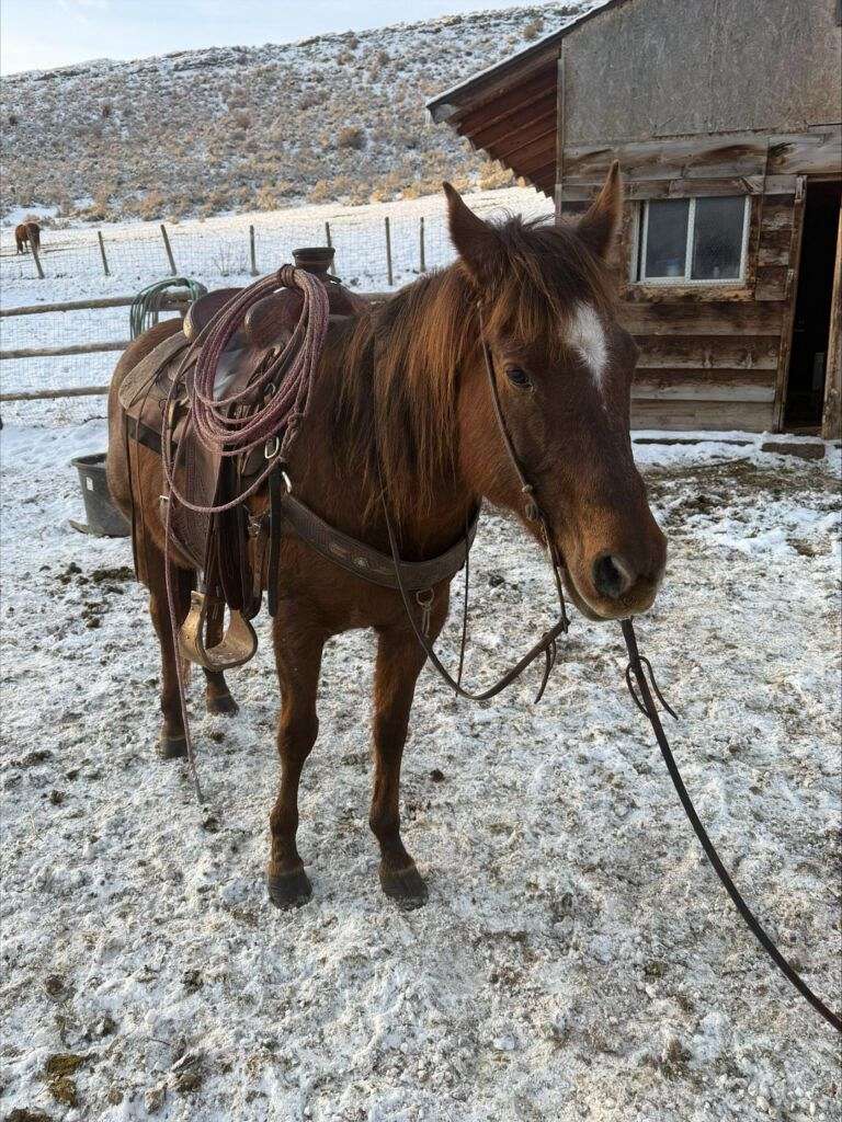 Snickers – 2015 Grade Chestnut Quarter Horse Mare